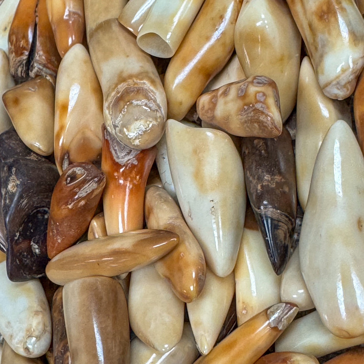 Walrus Tooth Small – Fish Creek Company