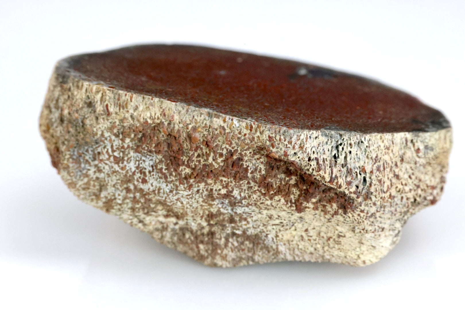 Tusk, Teeth, Skulls & Bones – Fish Creek Company