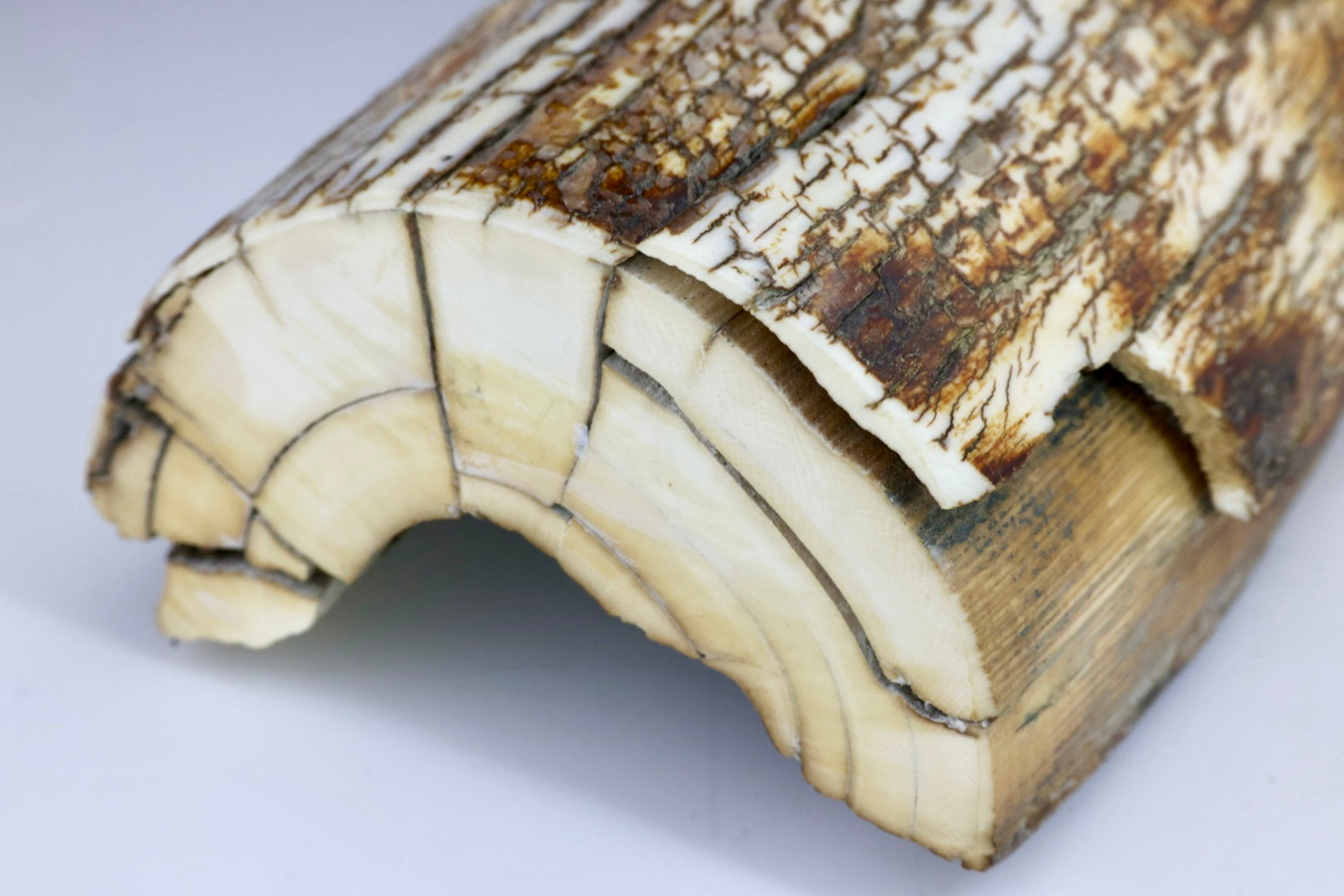 Tusk, Teeth, Skulls & Bones – Page 2 – Fish Creek Company