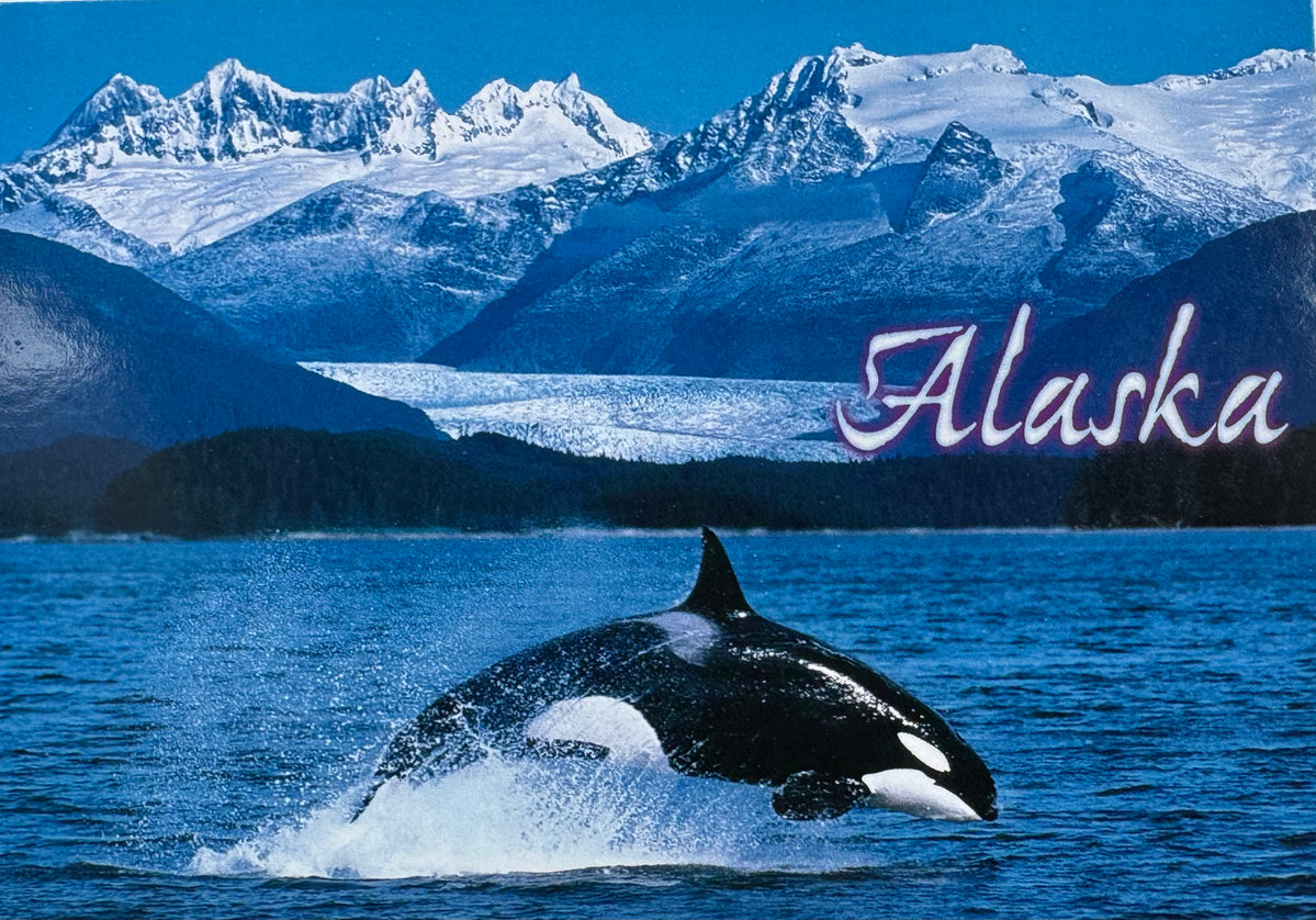 Alaska Orca Whale Postcard – Fish Creek Company
