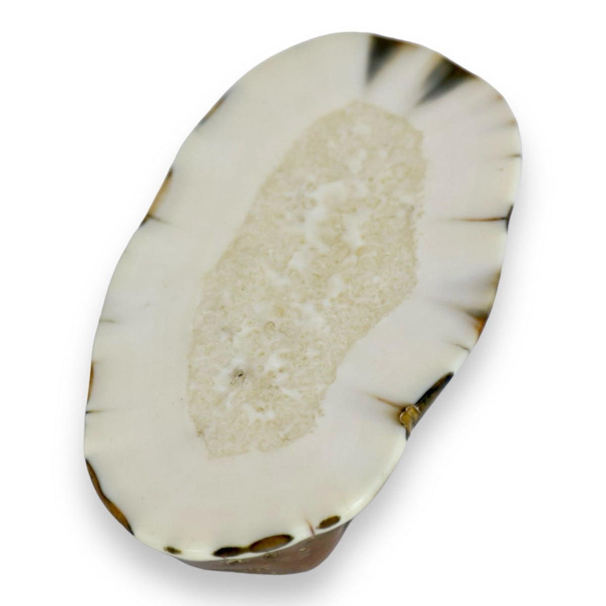 Fossil Walrus Ivory – Fish Creek Company