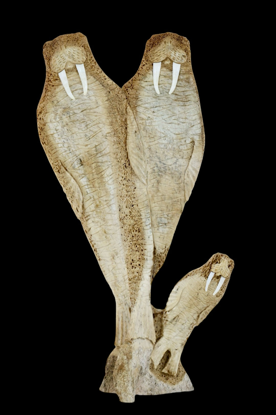 Walrus Scapula – Fish Creek Company