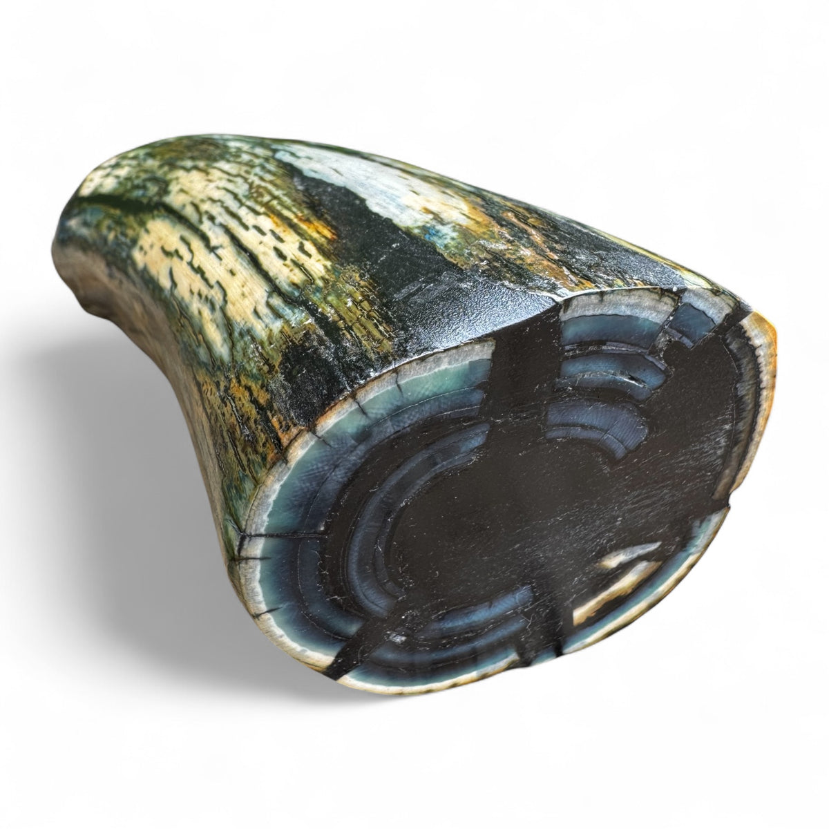 Mammoth Ivory Tusk Tip – Fish Creek Company