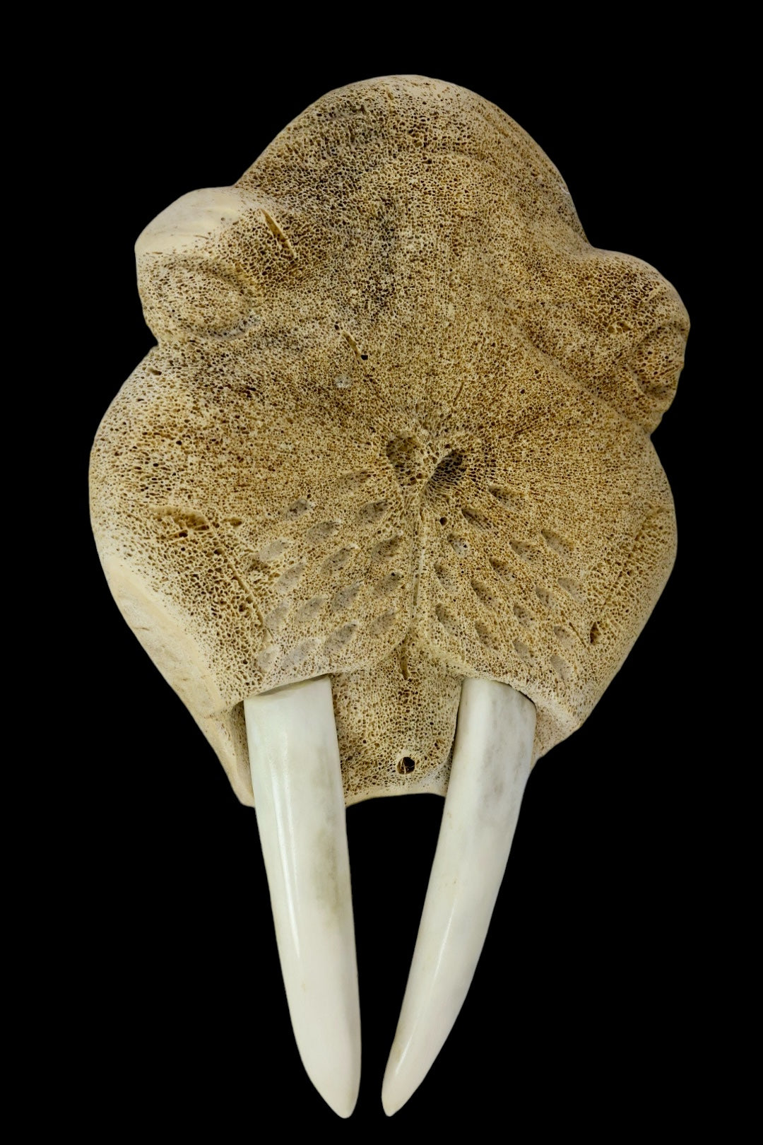 Alaskan Native Masks – Fish Creek Company