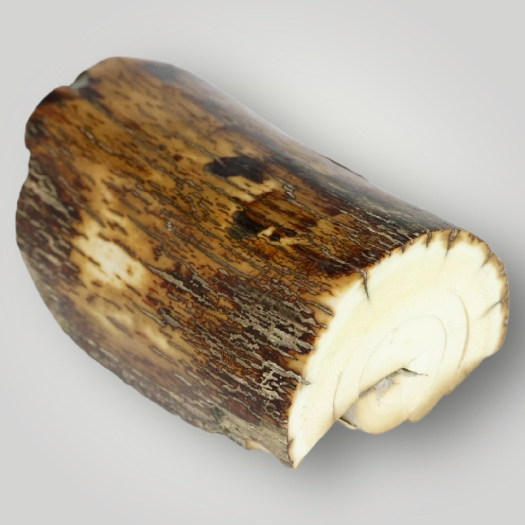 Woolly Mammoth Ivory – Fish Creek Company