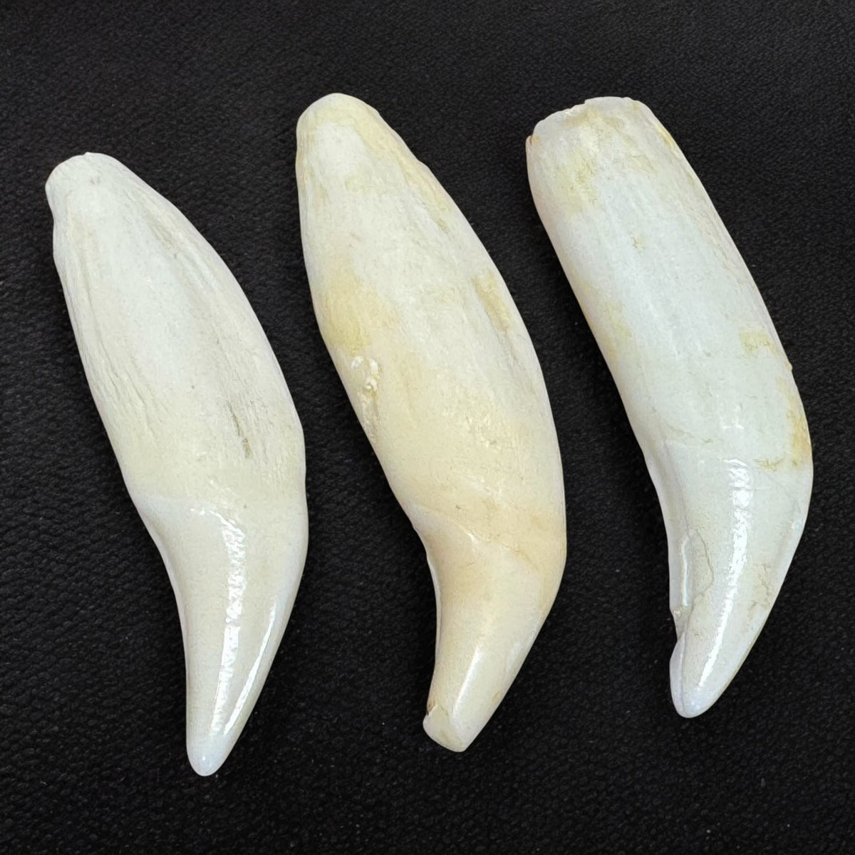 Black Bear Tooth – Fish Creek Company