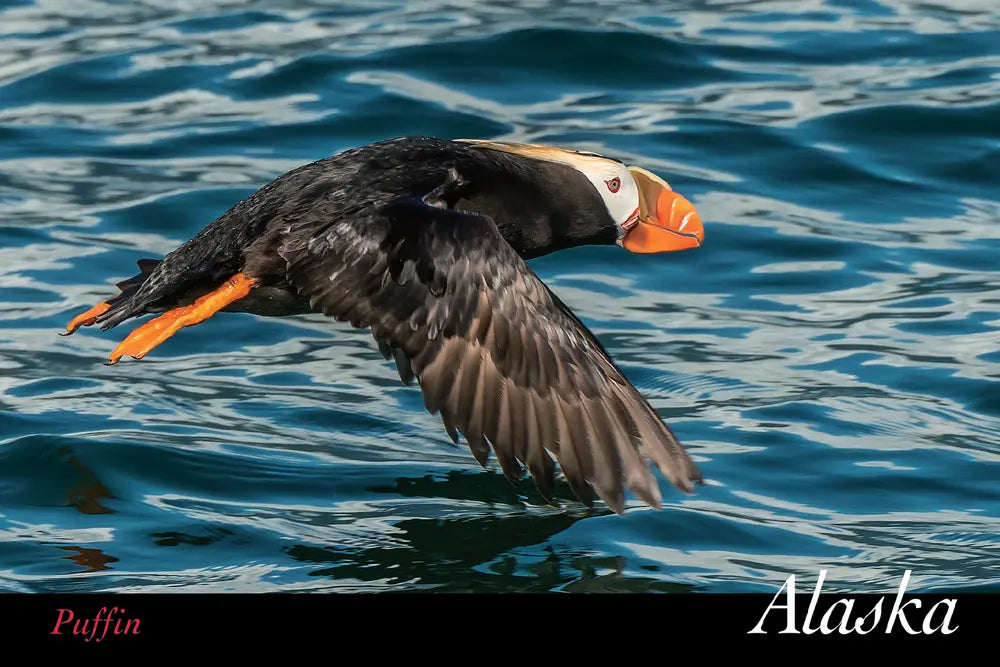 Puffin in Flight Postcard – Fish Creek Company