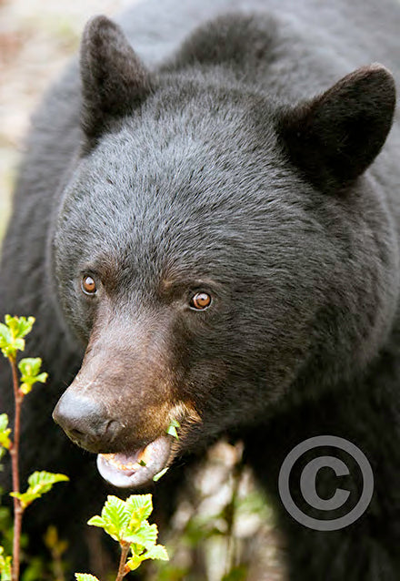 Alaska Black Bear Photograph – Fish Creek Company