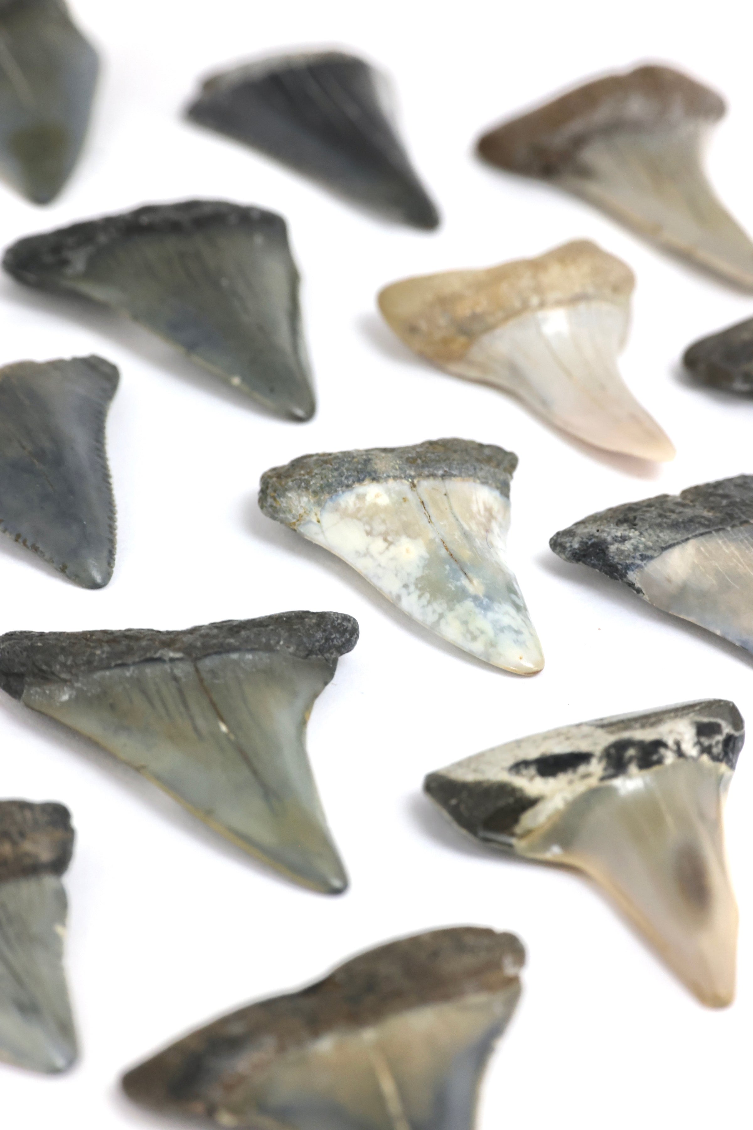 Tusk, Teeth, Skulls & Bones – Page 3 – Fish Creek Company