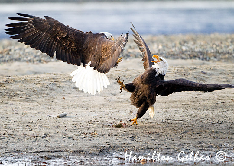 Alaska Eagle Photography – Fish Creek Company