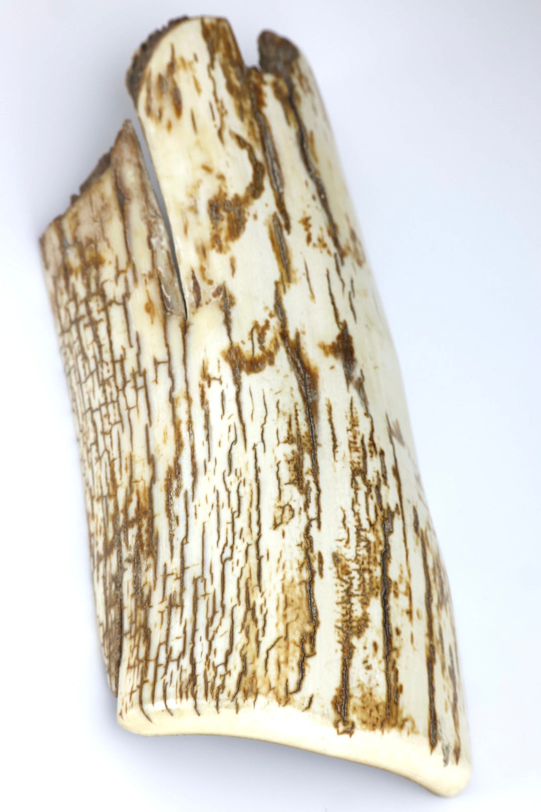 Tusk, Teeth, Skulls & Bones – Fish Creek Company