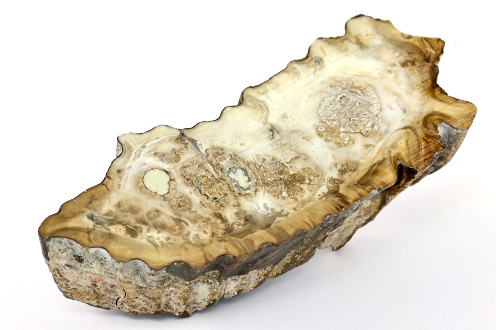 Tusk, Teeth, Skulls & Bones – Page 3 – Fish Creek Company